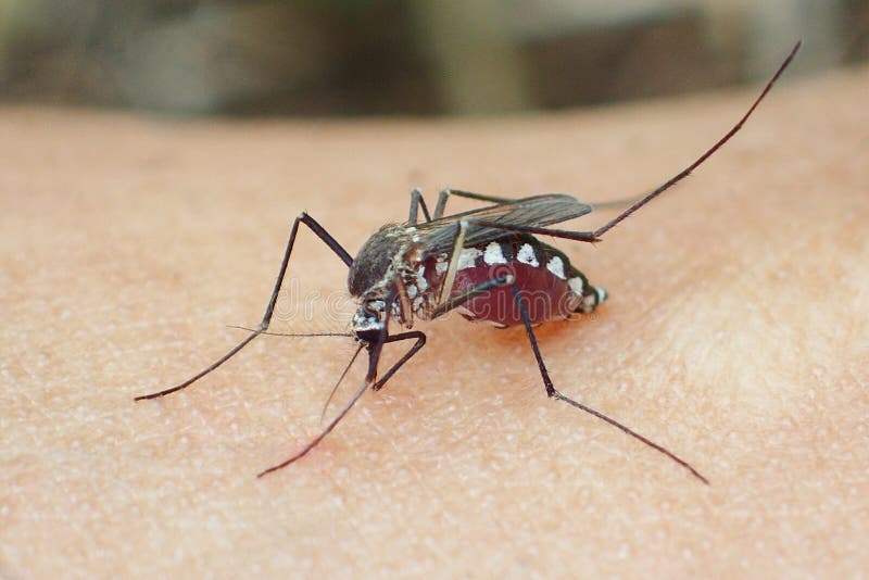 Moskitos, die Blut saugen stockfoto. Bild von moskitos - 86383668
