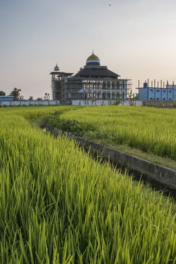 Mosque Building Construction, and Rice Fields Stock Image - Image of ...