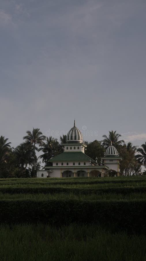 Mosque in the Middle of Rice Field Stock Image - Image of fields ...