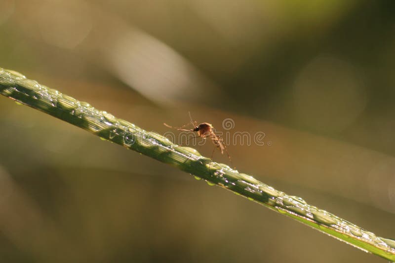 Mosquito stock photo. Image of blade, little, beautiful - 16129840