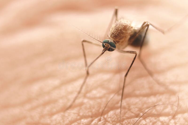 Gnat or mosquito stock photo. Image of isolated, mosquitoe - 20439454