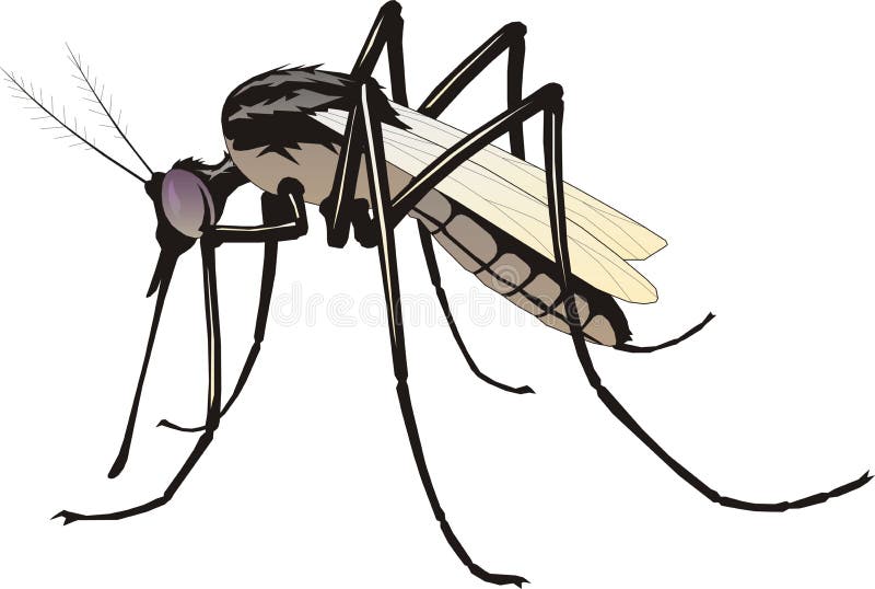 Aedes Aegypti stock illustration. Illustration of graphics - 70300806