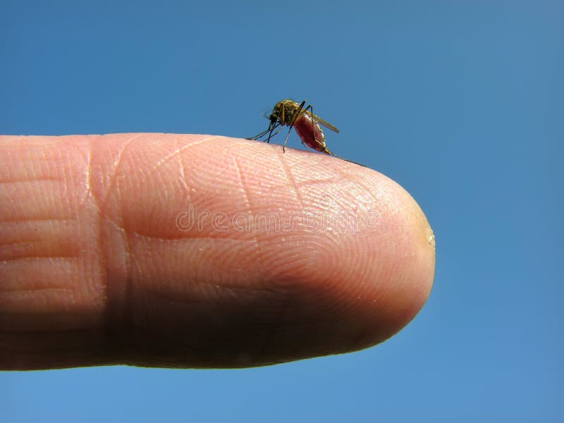Mosquito attack stock photo. Image of bacterial, tiny - 20649826