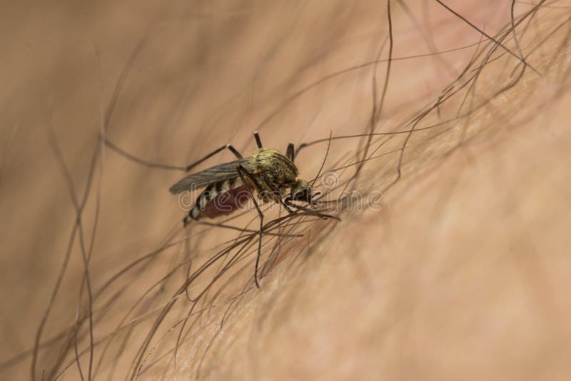 Mosquito attack stock photo. Image of contamination, infection - 45835536