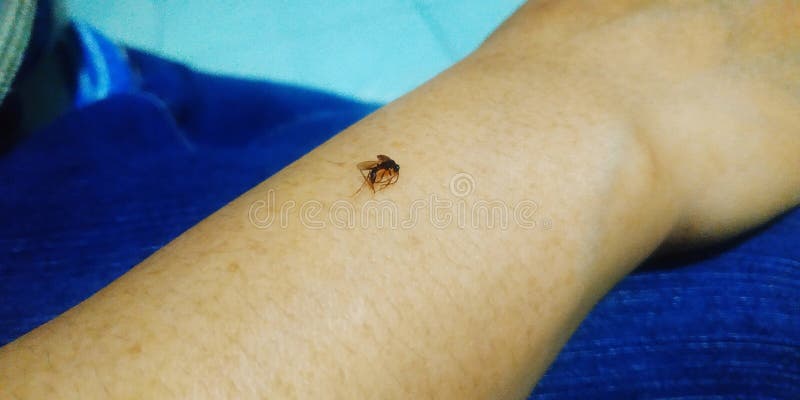 Mosquito bite on hand stock photo. Image of leaf, yellow - 208009512