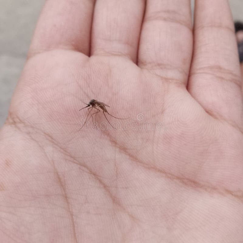 Mosquito bite on hand ???? stock photo. Image of anaphiles - 336166080