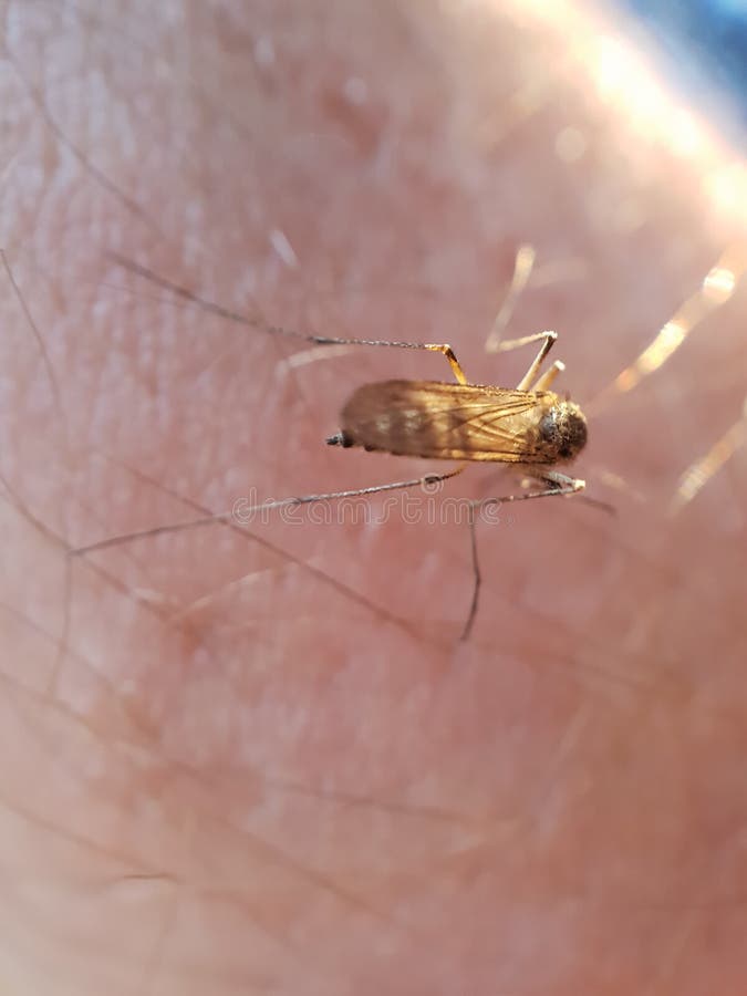 Mosquito biting stock image. Image of wild, bite, hemorrhagic - 41056501
