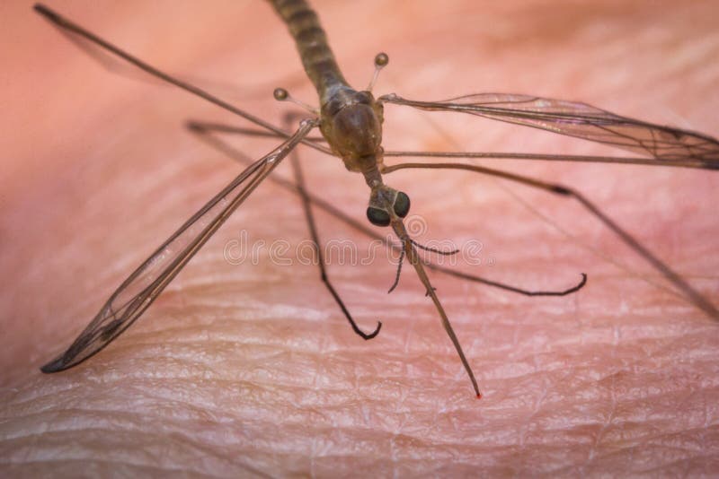 Mosquito biting stock image. Image of wild, bite, hemorrhagic - 41056501