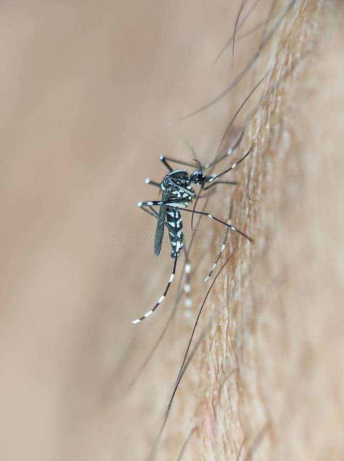 Mosquito bitting the skin stock photo. Image of branch - 337851720