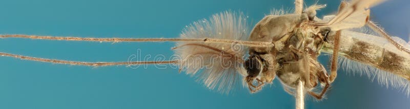 Mosquito on Blue Background Stock Image - Image of chironomus, adult ...