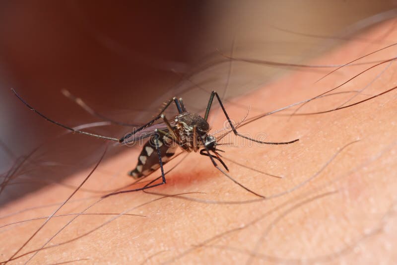 Mosquito close up stock image. Image of white, black - 19128331