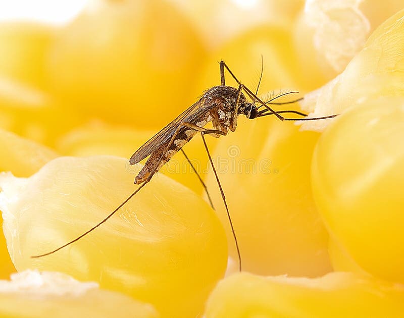 Mosquito Close Up a Mosquito on Food Background. Stock Image - Image of ...