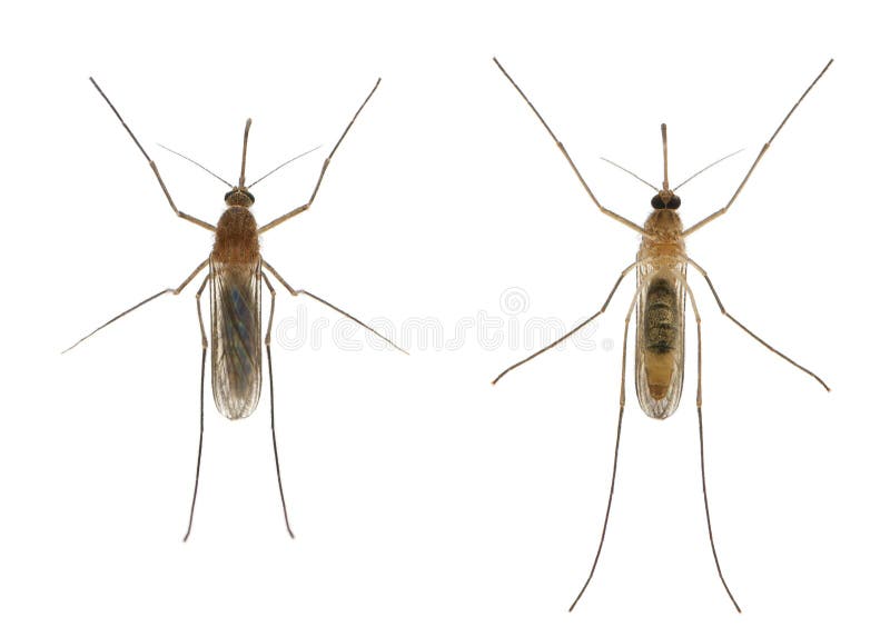 Mosquito Común De La Casa - Pipiens Del Mosquito Imagen de archivo ...