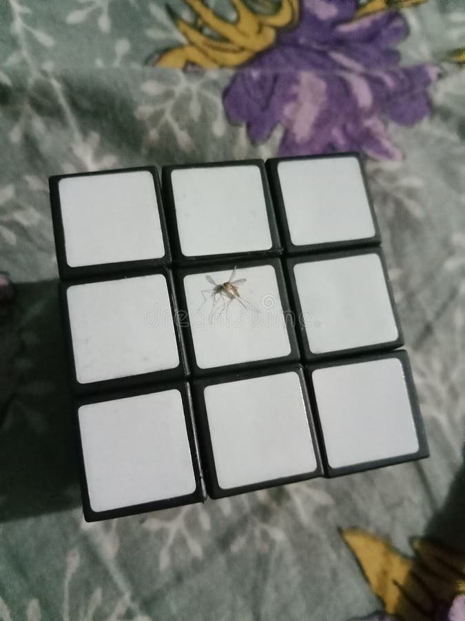 Mosquito in cube editorial image. Image of cube, white - 268121835