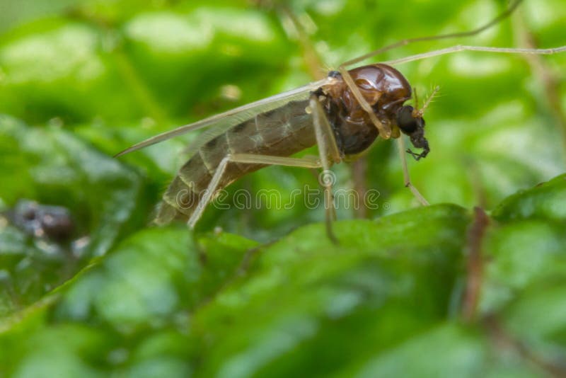 Mosquito De La Mosca De Arena Imagen de archivo - Imagen de verde ...