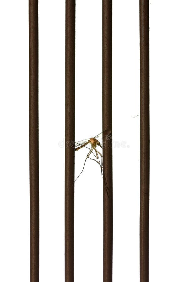 Mosquito Dead by Mosquito Killer. Stock Image - Image of insects ...