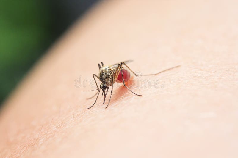 Mosquito Drinking Blood from Hand Stock Image - Image of human ...
