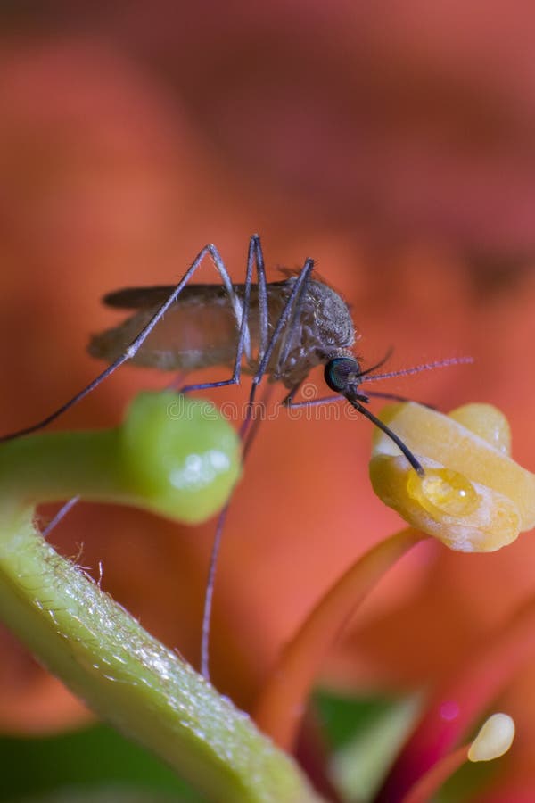 Mosquito drinking nectar stock photo. Image of pollinating - 54628662