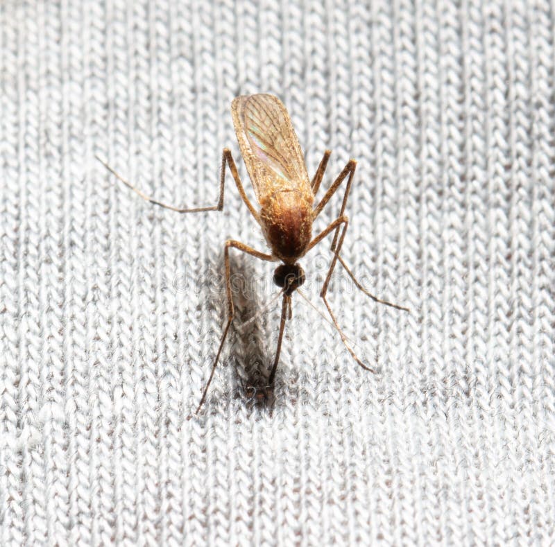 432 Blood Cloth Texture Stock Photos - Free & Royalty-Free Stock Photos ...