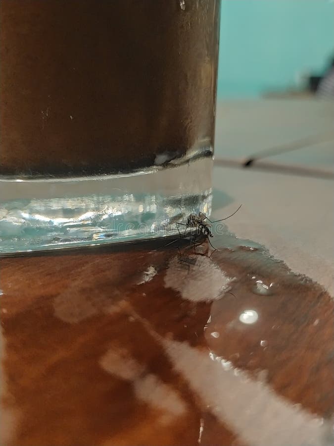 A Mosquito Drinks Spilled Drinking Water Stock Photo - Image of ...