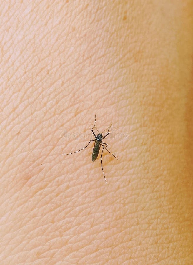 Mosquito effect stock image. Image of insect, effect - 278362941