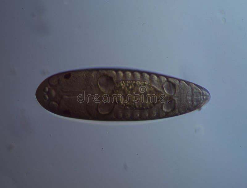 Mosquito Egg in Water Under the Microscope Stock Photo - Image of ...