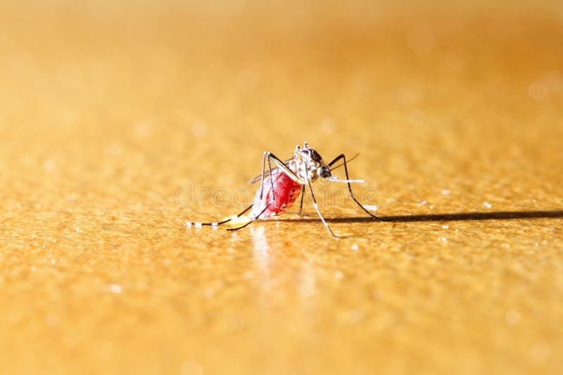 Midges Fotos De Stock - Descarga 398 Fotos Libres de Derechos