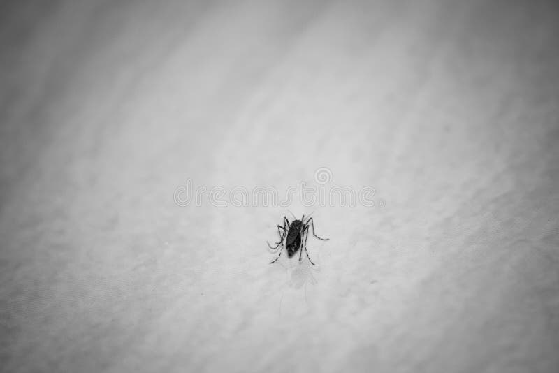 Mosquito en el piso foto de archivo. Imagen de mosquito - 79783404