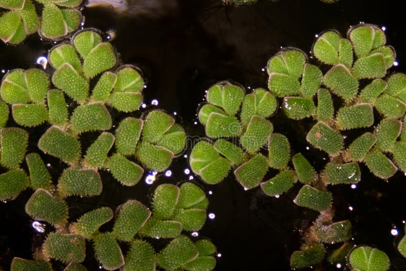 Mosquito Ferngenus Azolla is Species of Aquatic Ferns Under the ...