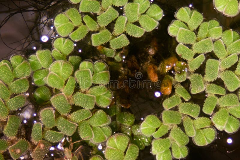 Mosquito Ferngenus Azolla is Species of Aquatic Ferns Under the ...