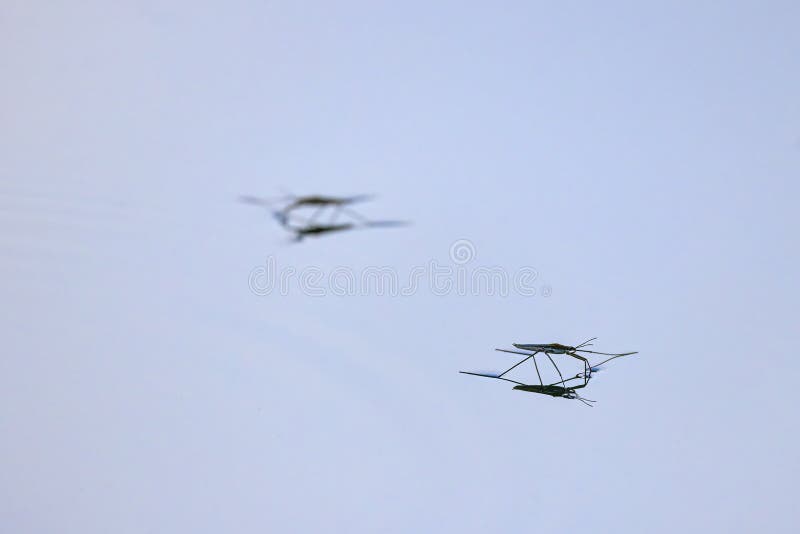 Mosquito Floating on the Water Stock Photo - Image of walk, green ...