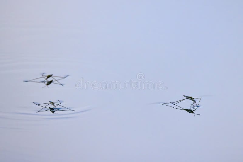 Mosquito Floating on the Water Stock Image - Image of europa, insect ...
