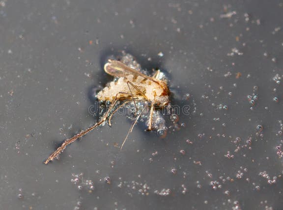 A Mosquito Floats on the Surface of the Water. Macro Stock Image ...