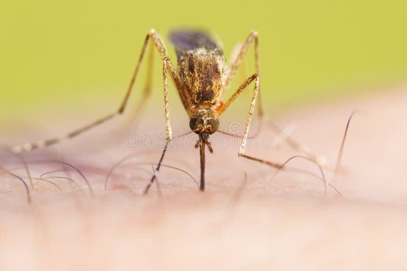 Mosquito front view stock photo. Image of stinger, scratching - 32443270