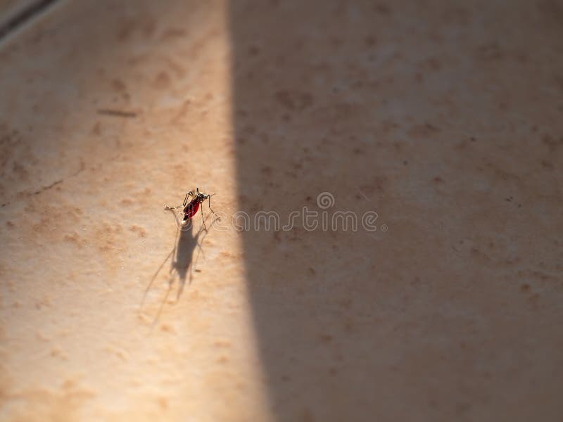 Mosquito full of blood stock image. Image of mosquito - 5478127