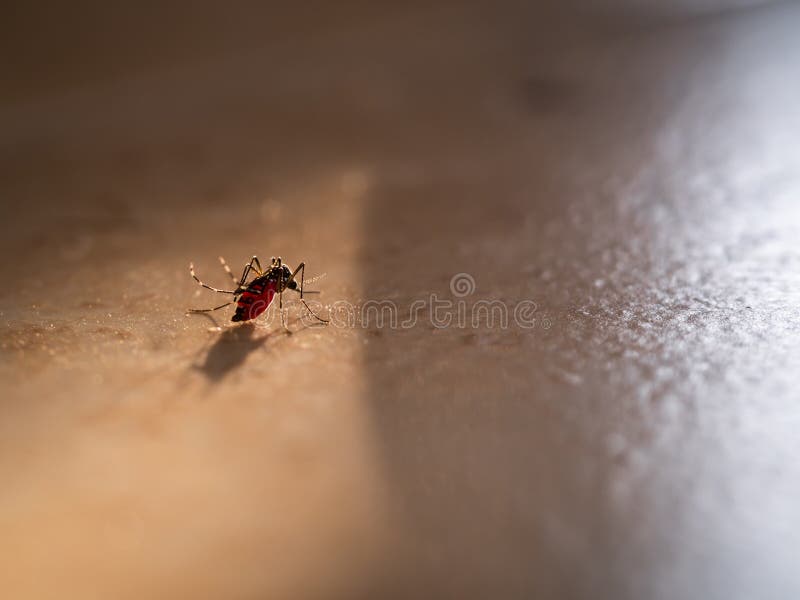 Mosquito Full of Blood Could Not Fly Stock Photo - Image of mosquito ...