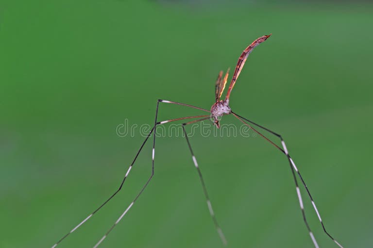 Mosquito gigante imagem de stock. Imagem de gigante, macro - 26713689