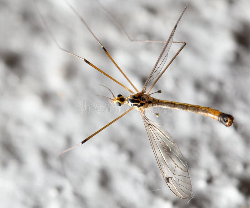 Macro Para Mosquitos Aislados En Vidrio Imagen de archivo - Imagen de ...