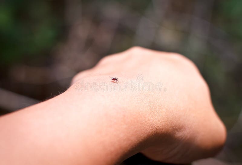 Mosquito on hand stock image. Image of chironomid, legs - 11889983