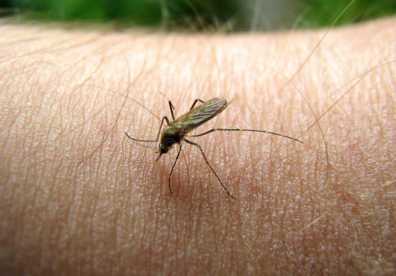 Mosquito on a hand stock image. Image of stings, insect - 8786699