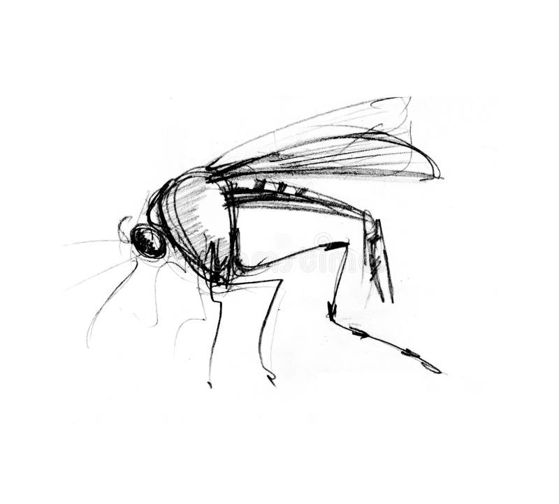 Simple Mosquito Drawing