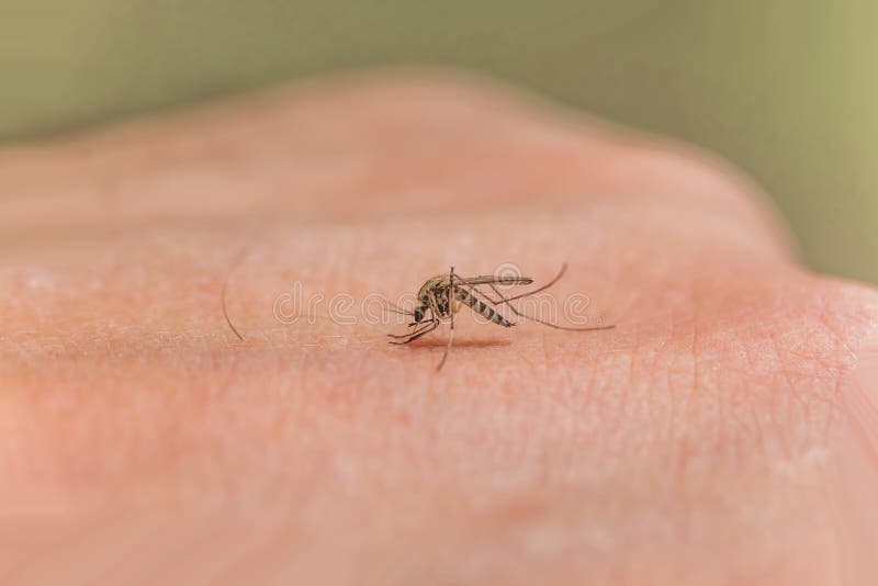 Mosquito on the Hand is Drinking Blood Stock Photo - Image of close ...