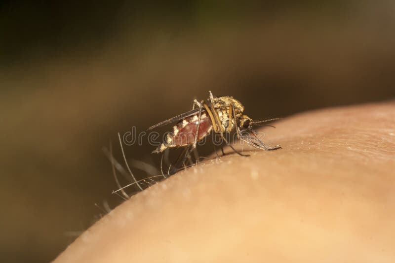 Mosquito on hand stock image. Image of feeding, hand - 94042387