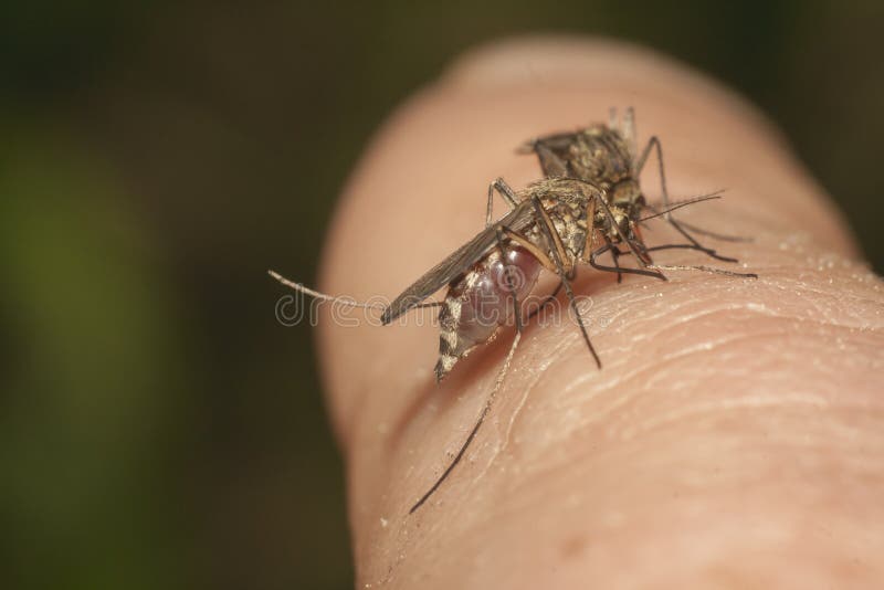 Mosquito on hand stock image. Image of finger, insect - 94042413