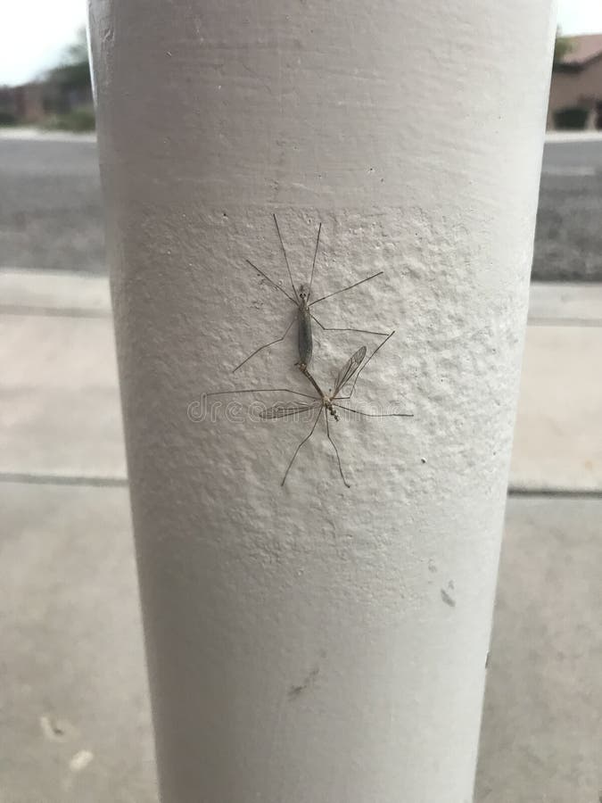 Mosquito hawks 1842 stock image. Image of march, hook - 175975143