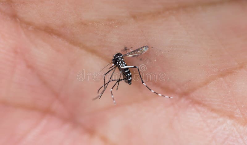 Mosquito on hand stock image. Image of chironomid, legs - 11889983