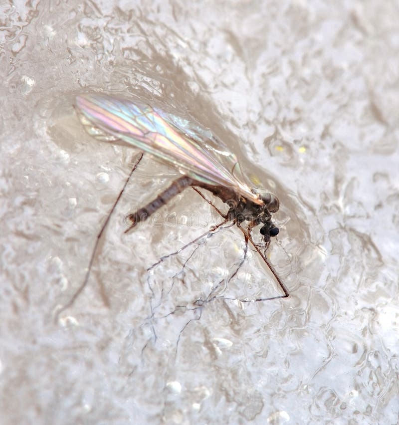 Mosquito in ice stock photo. Image of winter, insect - 12152394