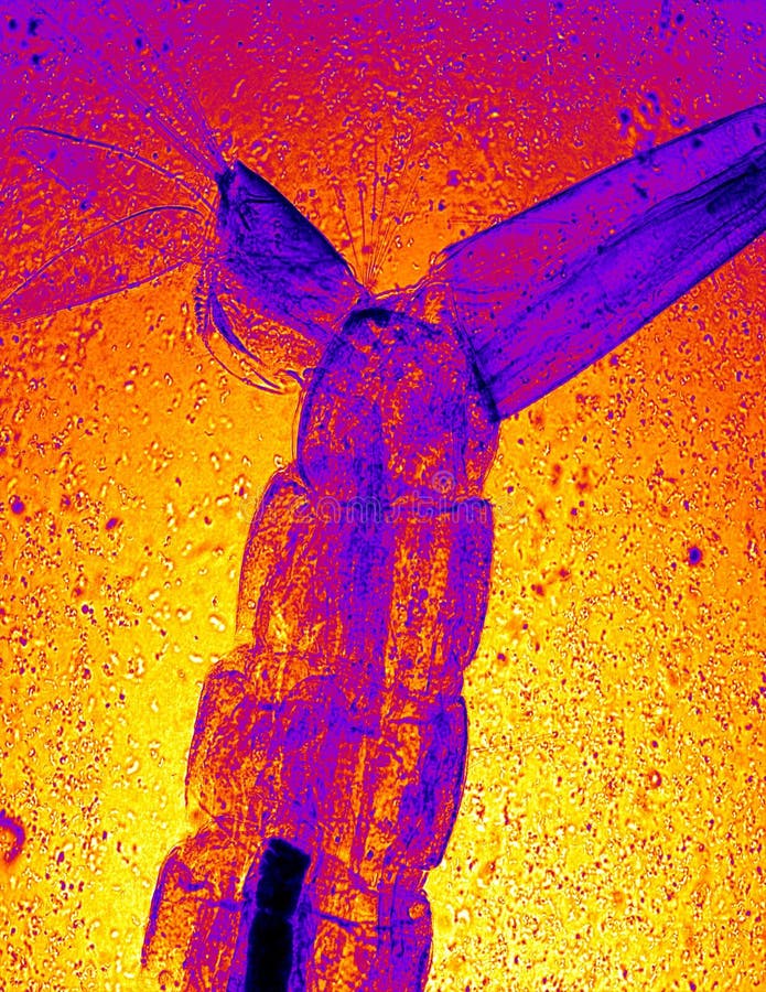 Mosquito Larva Under Microscopy Stock Photo - Image of biology ...