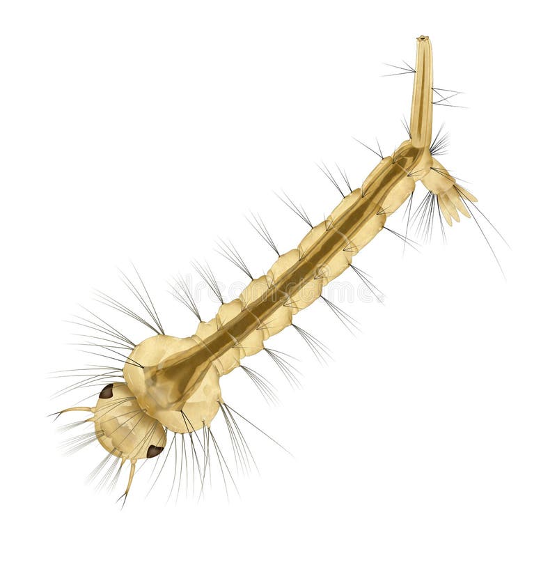 Mosquito Larvae, Commonly Called `wigglers Stock Illustration ...