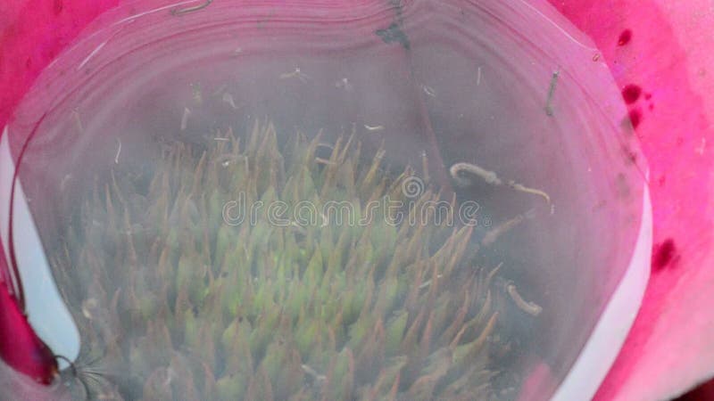 Gnat Larva Under the Microscope with Polarization. Stock Footage ...